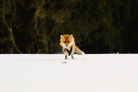 Sequence 4 14 Red Fox Pounces Editorial Stock Photo - Stock Image ...