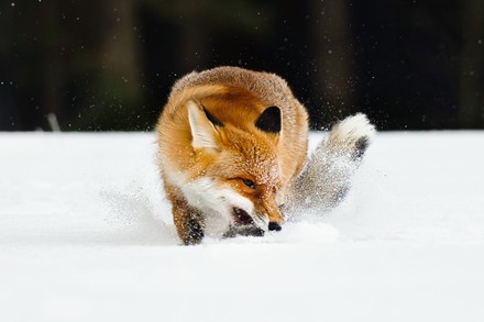 Sequence 14 14 Red Fox Pounces Editorial Stock Photo - Stock Image ...