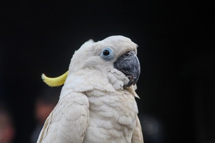 Yellowcrested Cockatoo Seized Illegal Traders During Editorial Stock ...