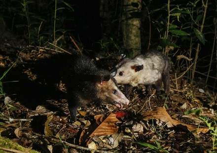 Two Opossums Forested Area Paosito Mountains Editorial Stock Photo ...