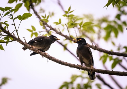 33 Myna family Stock Pictures, Editorial Images and Stock Photos ...