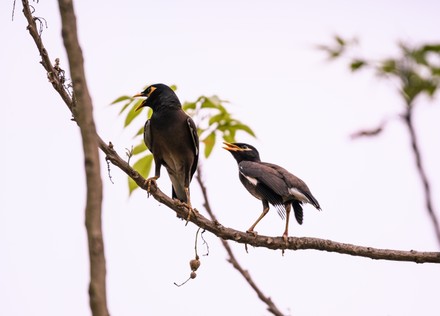 33 Myna family Stock Pictures, Editorial Images and Stock Photos ...