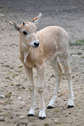 birth critically endangered addax calf africa alive stock fotografie ...