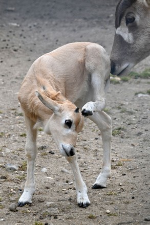 Critically Endangered Addax Calf Africa Alive Redaktionelles Stockfoto ...