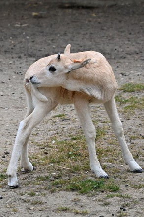 Critically Endangered Addax Calf Africa Alive Editorial Stock Photo ...