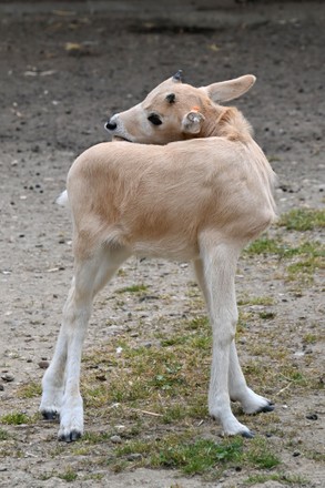 Critically Endangered Addax Calf Africa Alive Editorial Stock Photo ...