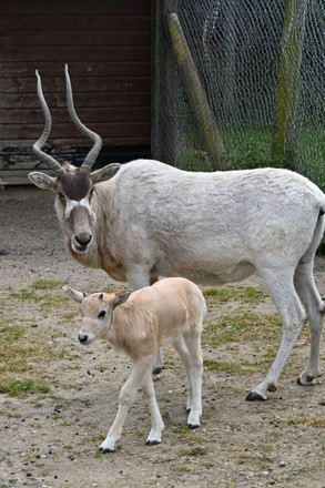 Critically Endangered Addax Calf Africa Alive Editorial Stock Photo ...