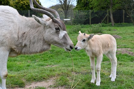 Critically Endangered Addax Calf Africa Alive Editorial Stock Photo ...