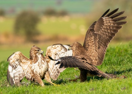 Two Buzzards Engage Vicious Fight Pair Editorial Stock Photo - Stock ...