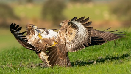 Two Buzzards Engage Vicious Fight Pair Editorial Stock Photo - Stock ...