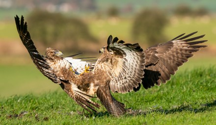 Two Buzzards Engage Vicious Fight Pair Editorial Stock Photo - Stock ...