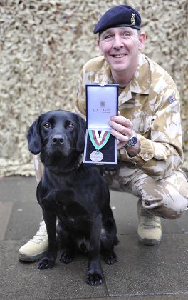 Military Working Dog Treo Together His Editorial Stock Photo - Stock ...