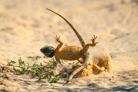Two Lizards Slap Each Others Faces Editorial Stock Photo - Stock Image ...