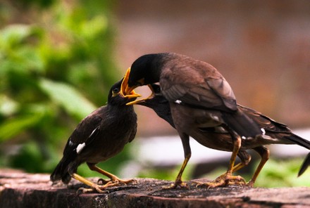 33 Myna family Stock Pictures, Editorial Images and Stock Photos ...