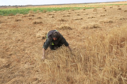 PALESTINIAN FARMER HARVESTS WHEAT FIELD NEAR Editorial Stock Photo ...