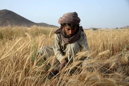 220510 Kandahar May 10 2022 Xinhua Editorial Stock Photo - Stock Image ...