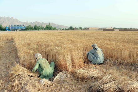 500 Afghan farmer Stock Pictures, Editorial Images and Stock Photos ...