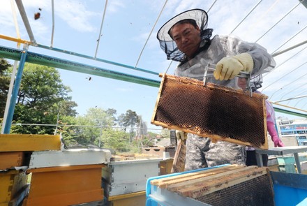 11 South korea honey bee Stock Pictures, Editorial Images and Stock ...