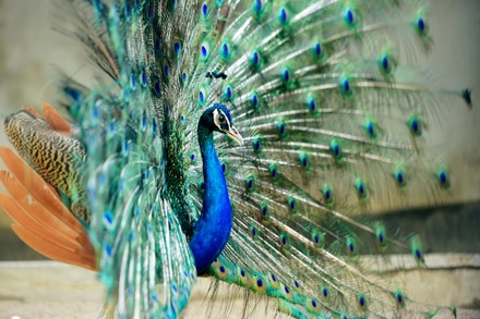 Peacock Spreads Tail Feathers Attract Female Editorial Stock Photo ...