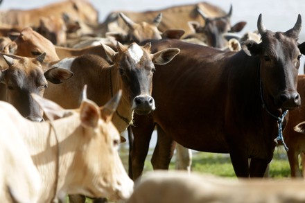 Herds Cows Roam Freely Near Costal Editorial Stock Photo - Stock Image ...