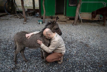 Mert Akkok Feeds Abandoned Dogs Countryside Editorial Stock Photo ...