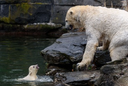 Still Nameless Polar Bear Offspring Their Editorial Stock Photo - Stock ...