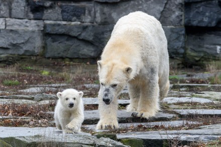 Still Nameless Polar Bear Offspring Their Editorial Stock Photo - Stock ...