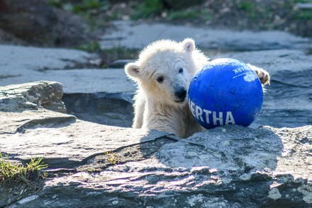 89 Polar bear offspring Stock Pictures, Editorial Images and Stock ...