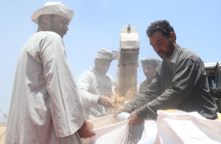Egyptian Farmers Pack Shelled Wheat Banha Editorial Stock Photo - Stock ...