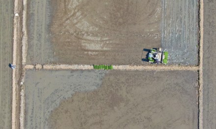 500 Sowing rice Stock Pictures, Editorial Images and Stock Photos ...