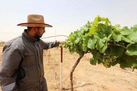 Iraqi Farmer Inspects Recently Planted Grapevines Editorial Stock Photo ...