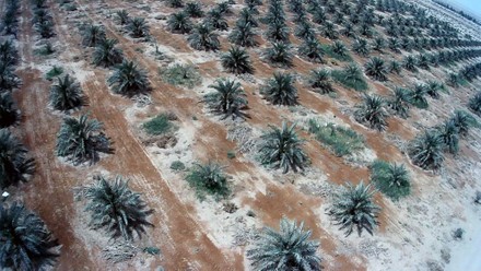 250 Desert farms Stock Pictures, Editorial Images and Stock Photos ...