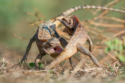 Two Lizards Appear Hug They Tussle Editorial Stock Photo - Stock Image ...
