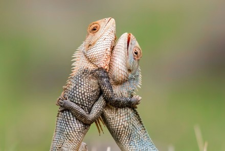Two Lizards Appear Hug They Tussle Editorial Stock Photo - Stock Image ...