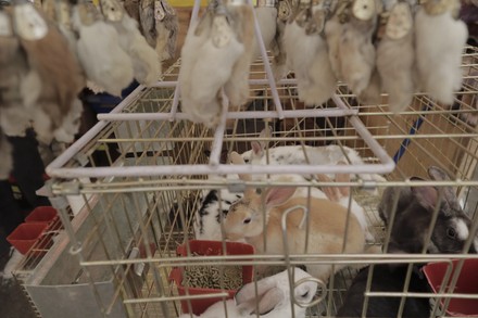 500 Rabbit fair Stock Pictures, Editorial Images and Stock Photos ...