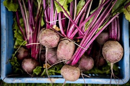 1,000 Beets Stock Pictures, Editorial Images and Stock Photos ...
