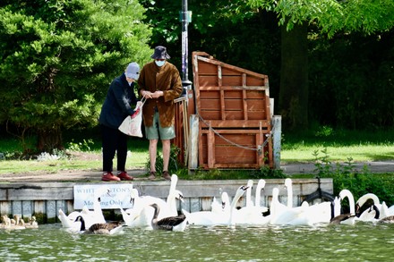 Couple Feed Swans Wearing Face Masks Editorial Stock Photo - Stock ...