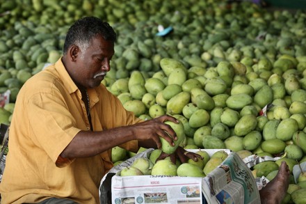 Mango Vendor Market On Outskirts Bangalore Editorial Stock Photo ...