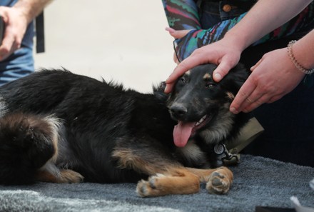Veterinary Doctors Use Dog Model Training Editorial Stock Photo - Stock ...