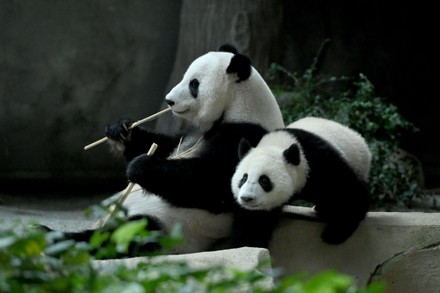 Female Giant Panda Cub Named Sheng Editorial Stock Photo - Stock Image ...