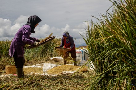 Women Use Winnowing Traditional Method Sorting Editorial Stock Photo ...