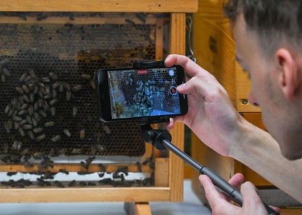 Visitor Records Honey Bees Mobile Phone Editorial Stock Photo - Stock ...