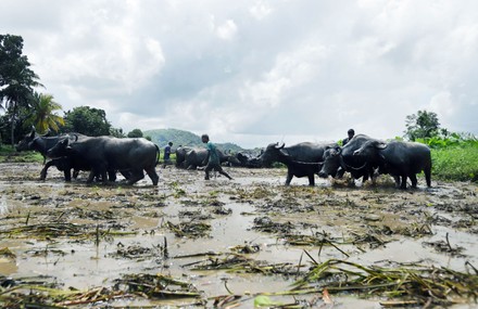 Farmers Buffalo Work Paddy Fields During Editorial Stock Photo - Stock ...