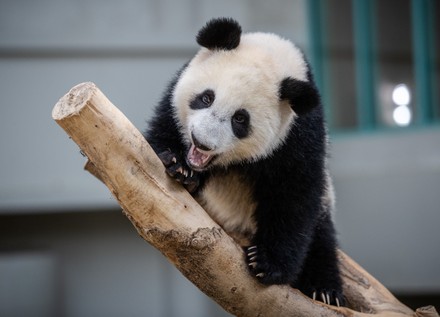 Giant Panda Cub Sheng Yi Seen Editorial Stock Photo - Stock Image ...
