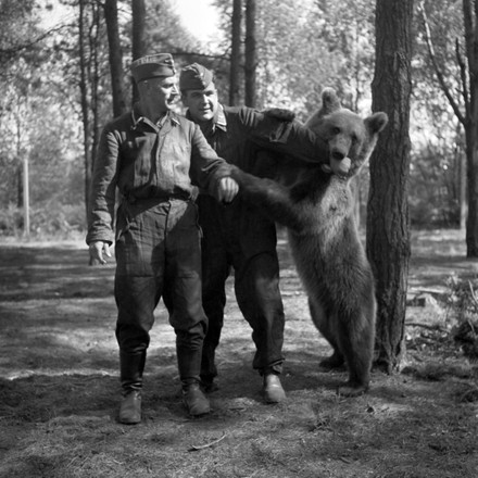 38 Wwii ww2 animals Stock Pictures, Editorial Images and Stock Photos ...
