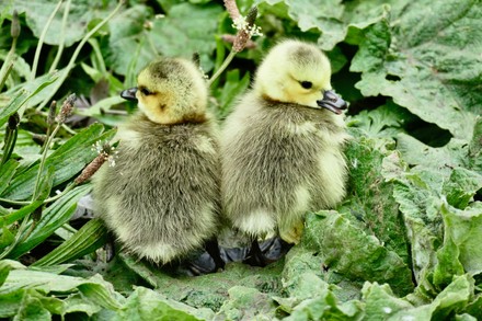 Trio Goslings Huddle Together On Banks Editorial Stock Photo - Stock ...