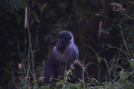 Sulawesi Black Monkey Macaca Tonkeana Sits Editorial Stock Photo ...