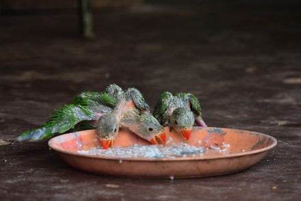 Weeks Old Parrots Offer Food Plate Editorial Stock Photo - Stock Image ...