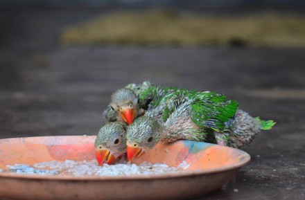 Weeks Old Parrots Offer Food Plate Editorial Stock Photo - Stock Image ...
