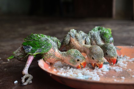3,000 Parrots Stock Pictures, Editorial Images and Stock Photos ...